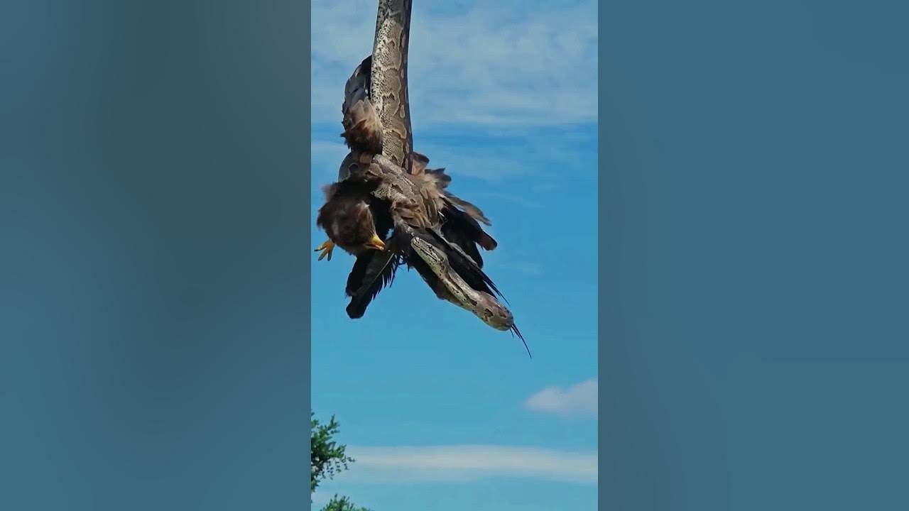 Python vs Eagle 🦅😳 #youtubeshorts #naturephotography #morning #python # ...