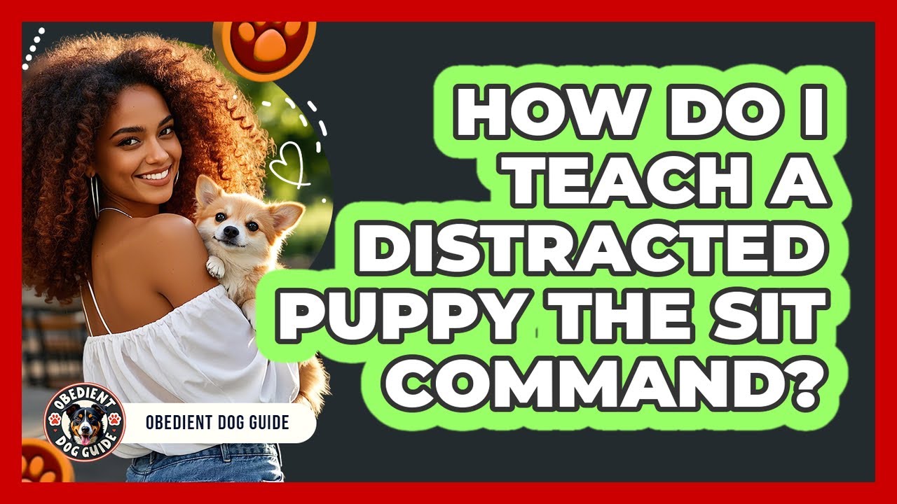 How Do I Teach A Distracted Puppy The Sit Command? - Obedient Dog Guide ...