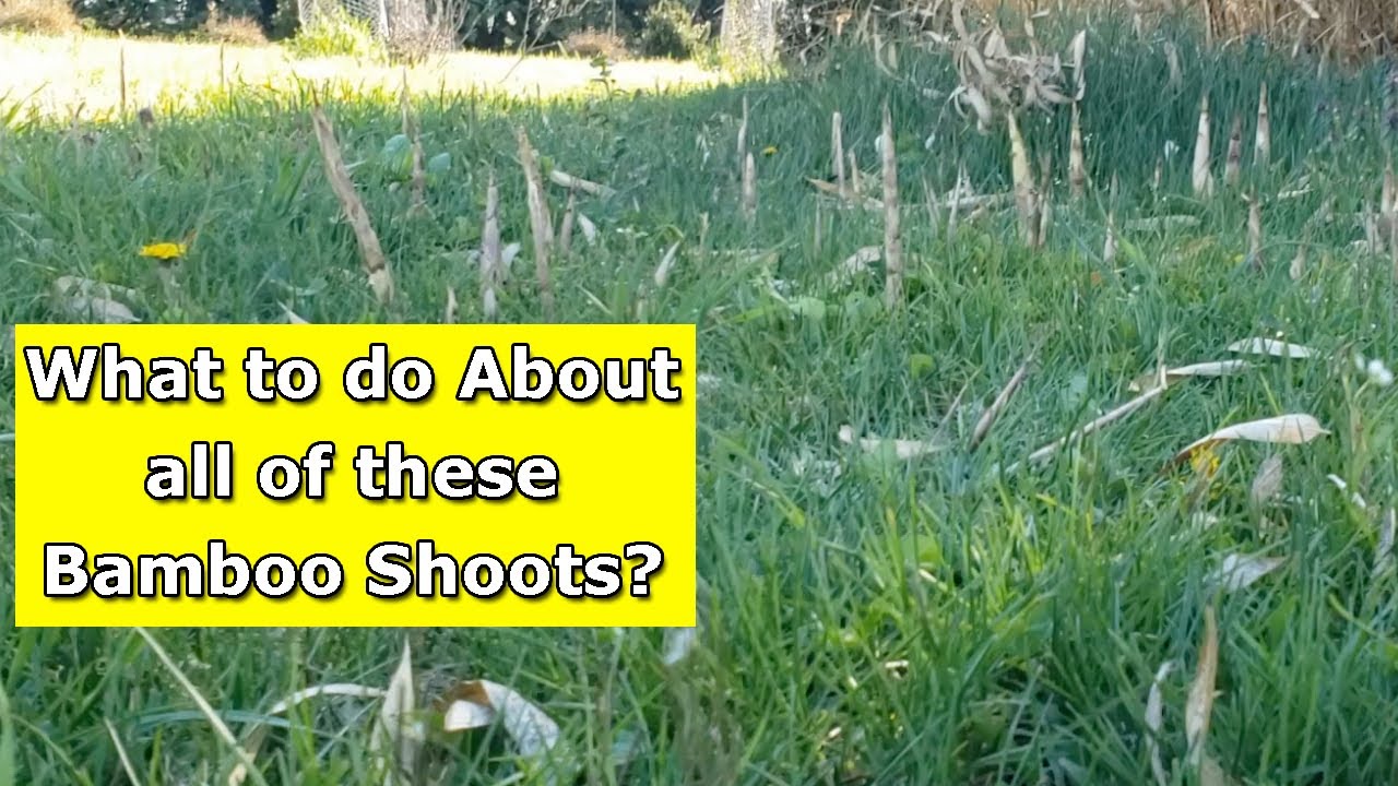 Spring Shoots and How to Handle Them - YouTube
