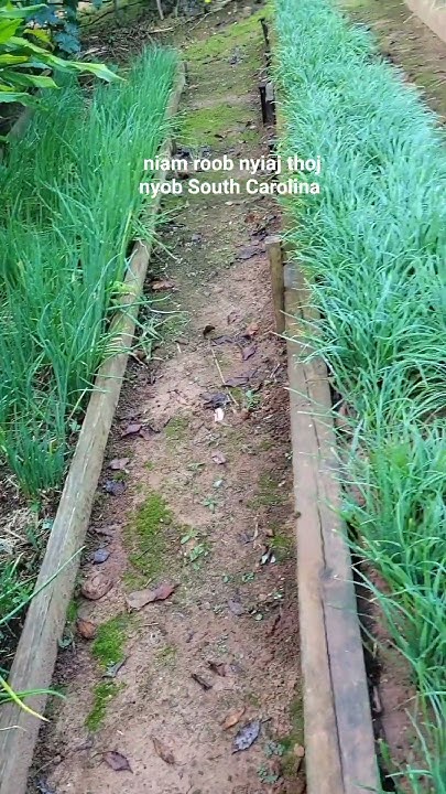 Mus Saib Teb Dos - YouTube