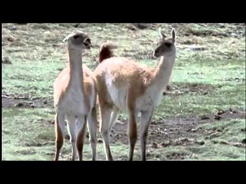 Puma: Lion Of The Andes - YouTube