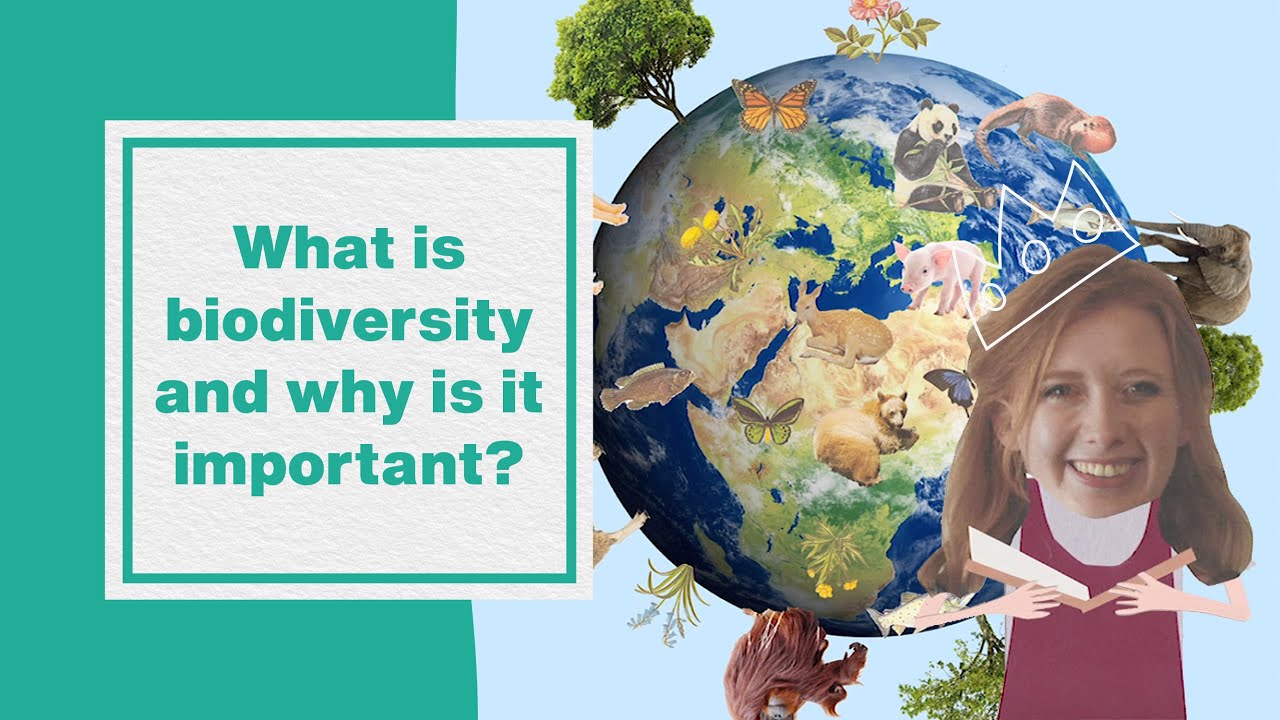 What is biodiversity and why is it important? Hubbub interviews WWF ...