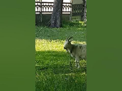 кози - YouTube