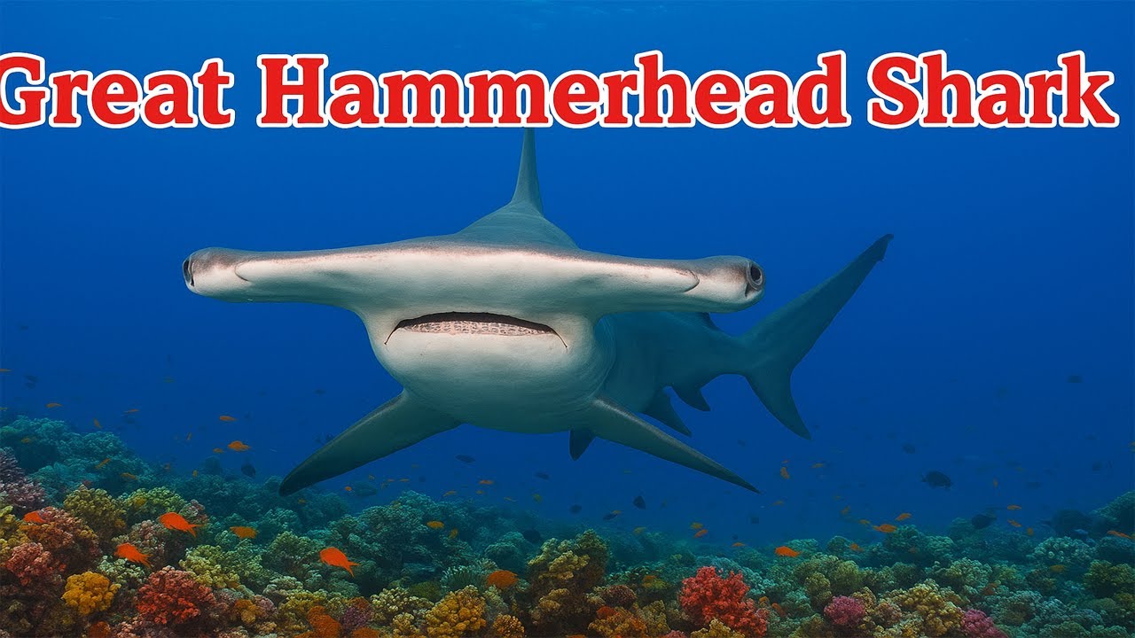 The Evolution and Formation of the Great Hammerhead Shark. - YouTube