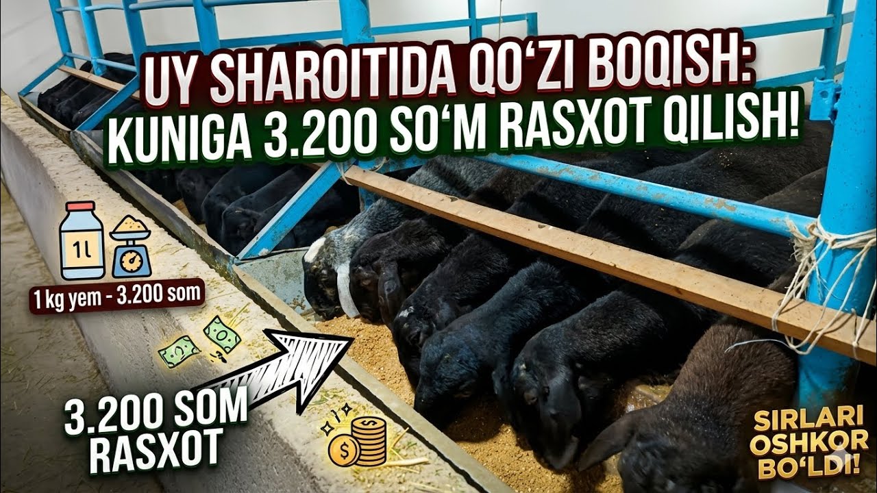Uy sharoitida 3200 somga qoy boqish sirlari - YouTube