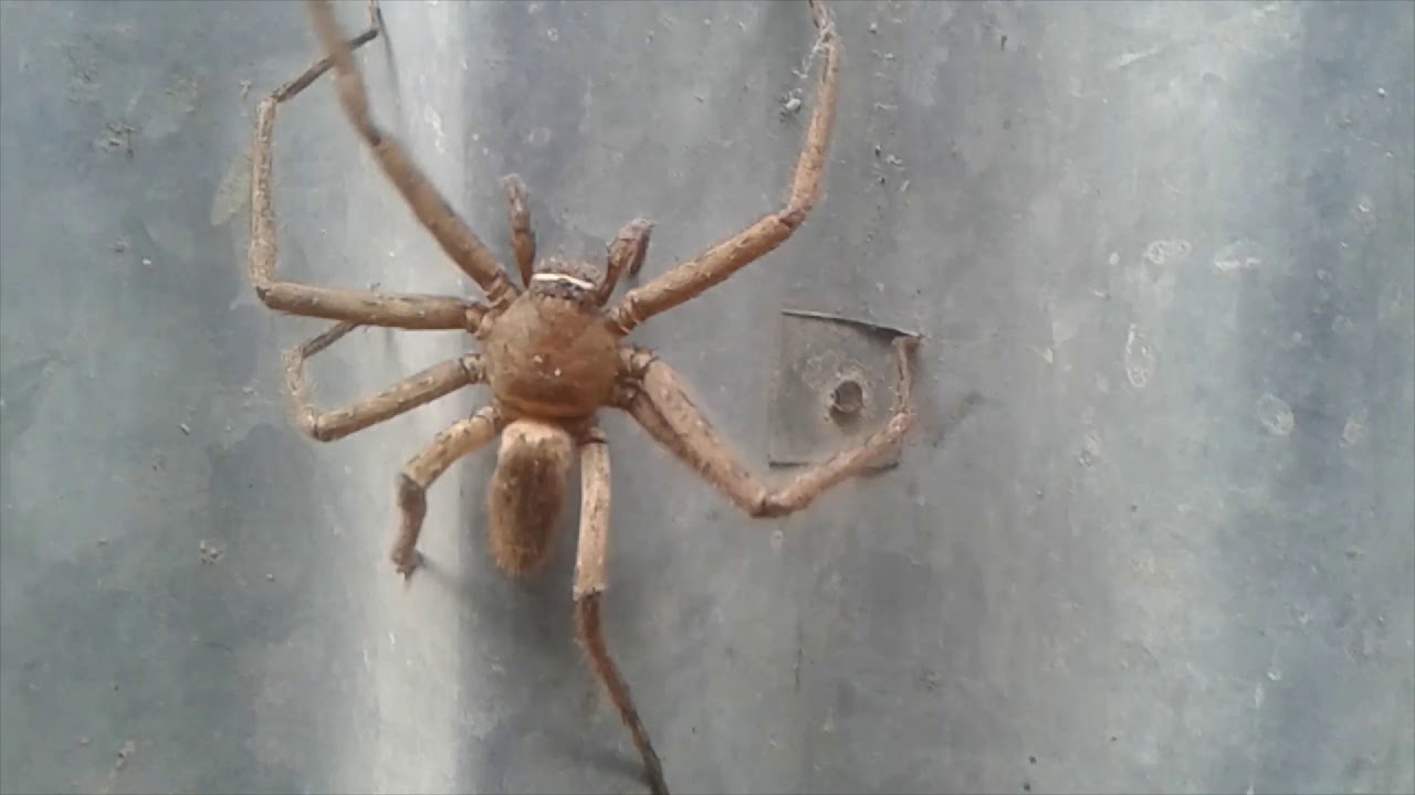 Giant Spider Climbing with Brazilian Samba Music | মাকড়সা | Large # ...