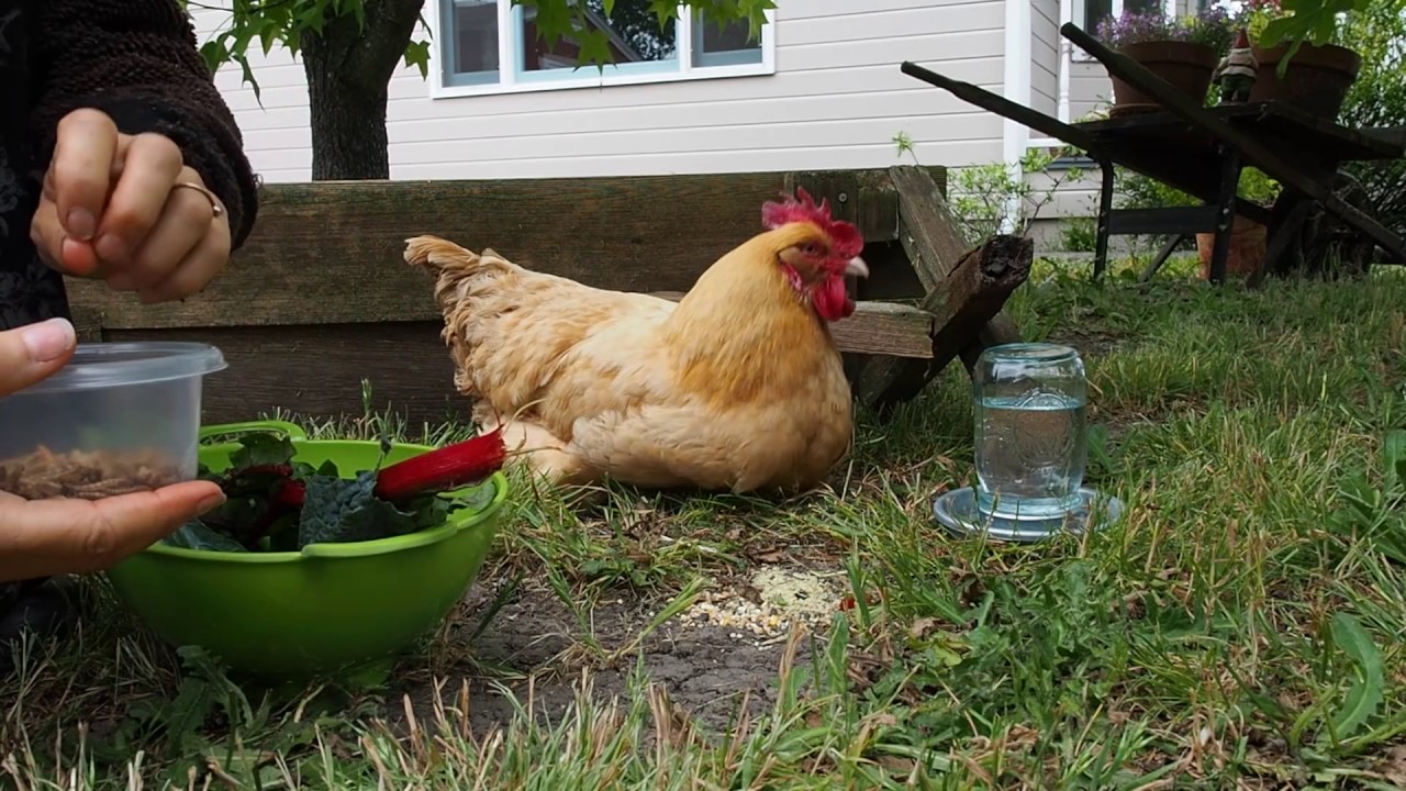 Caring for a Chicken with Reproductive Cancer and/or Mobility Issues ...
