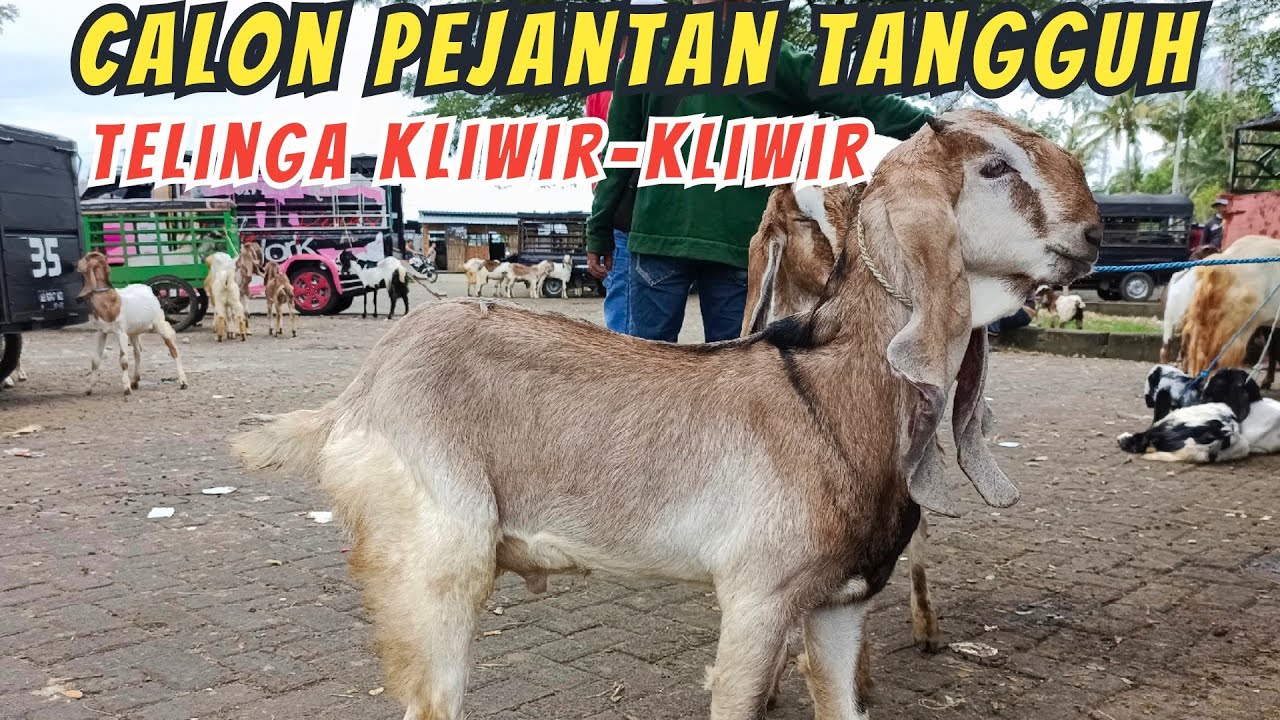 Update Harga Kambing hari ini di Pasar Hewan Wlingi-Blitar. Kamis, 22 ...