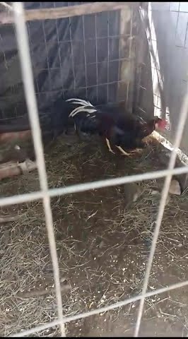 Asil plumer gallinas sweater - YouTube