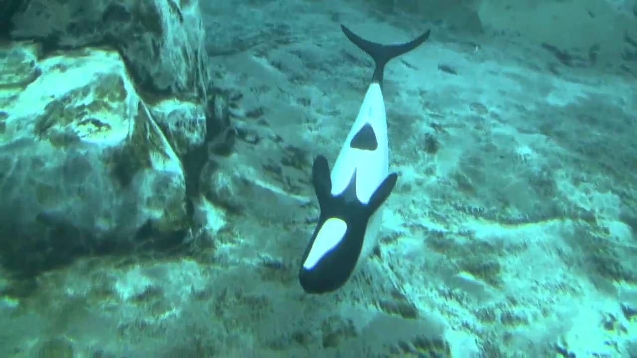 Aquatica: Commerson's Dolphins - YouTube