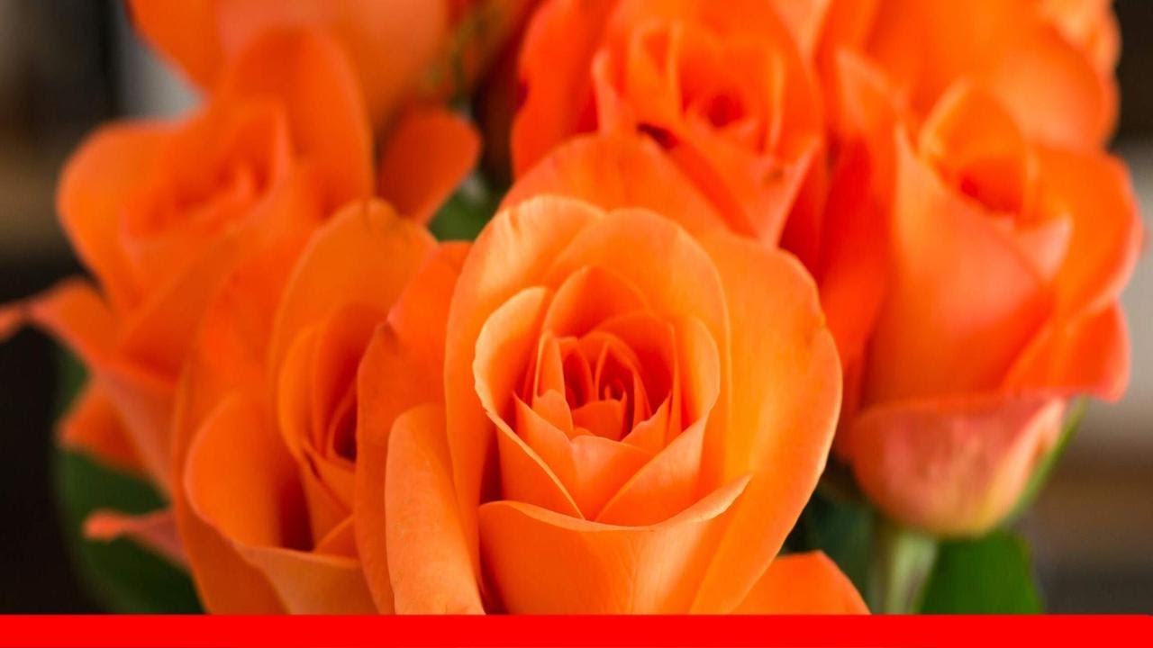 15 Varieties Of Roses To Consider For Your Garden 🛋️ - YouTube