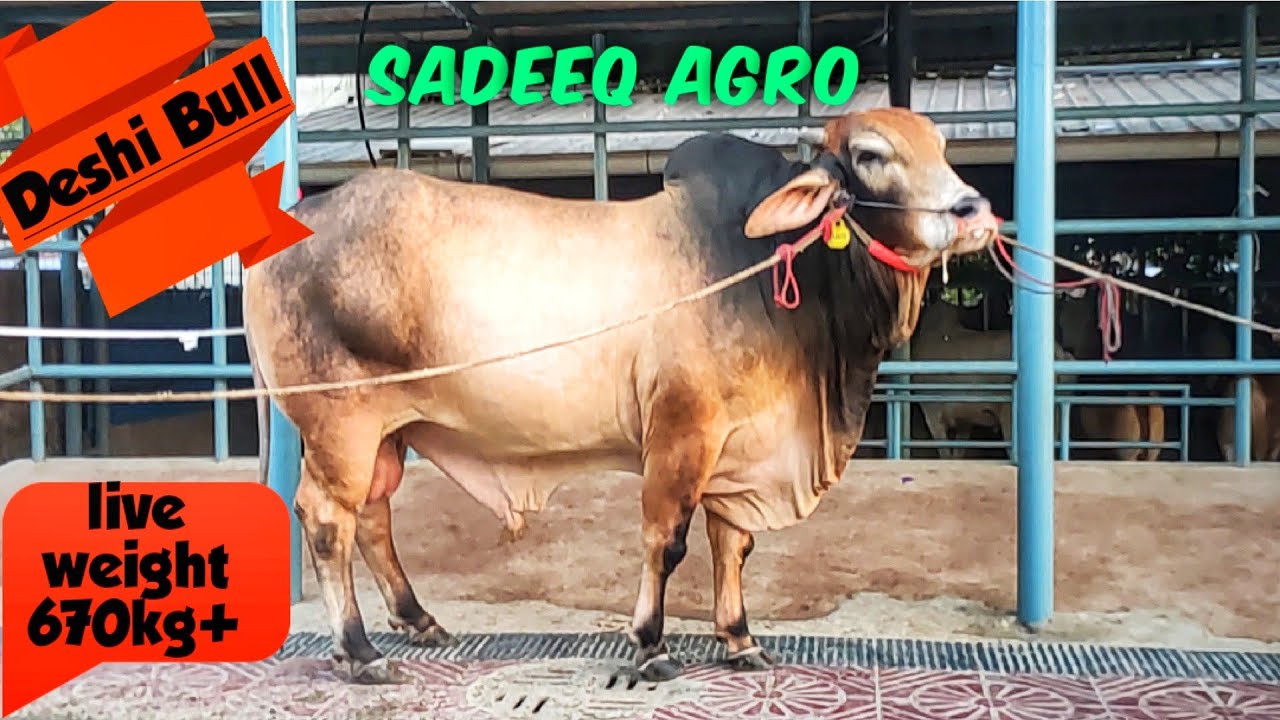 496 | Deshi Bull Show Down With 670kg+ Live Weight | Getting Ready for 2021 Eid | Sadeeq Agro ...