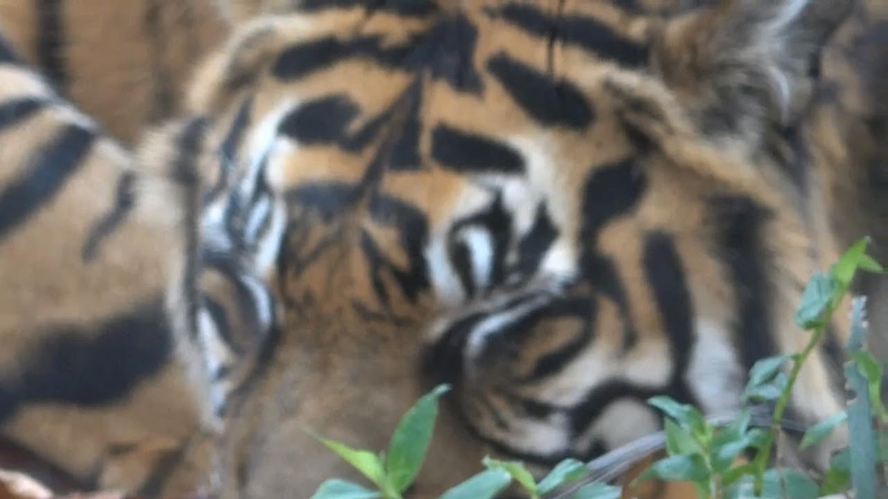 Business ends for the Year of Tiger -- Tigers on leave - YouTube