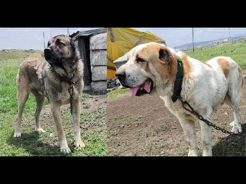 KARSLI ALABAY VE KANGAL KAYMAKLIĞINDAN GELEN KANGALLAR NE KADAR GÜVENİLİR ?
