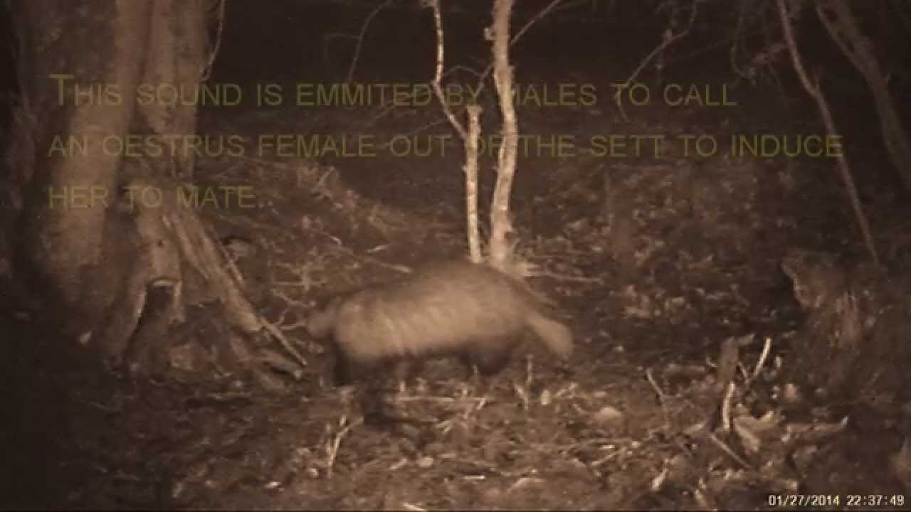Badgers mating - YouTube