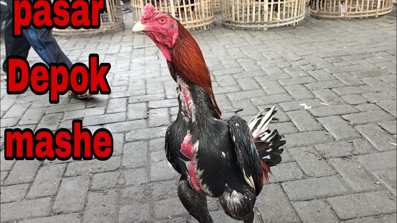 HELING KE PASAR DEPOK #mangon #bangkok #pasardepok - YouTube