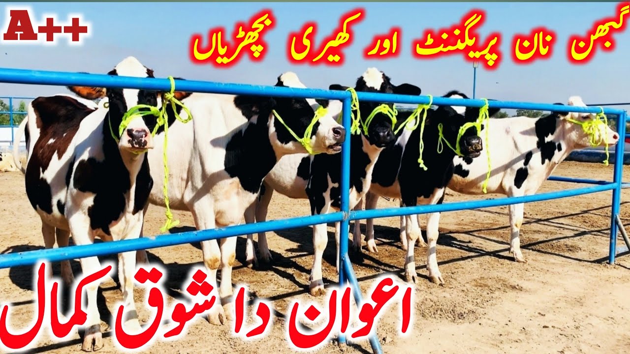 Australian Hiefers | Holstein Friesian | Jersey | Global Village ...