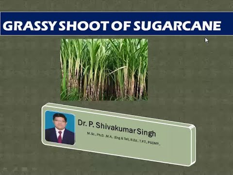 Grassy shoot of sugarcane / Phytoplasma plant diseases / Mycoplasma ...
