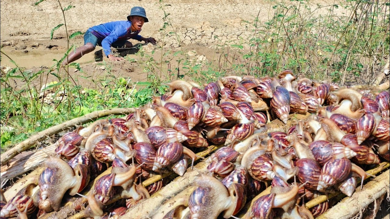 unique fishing! fisherman pick snails strange a lot on the tree in the ...