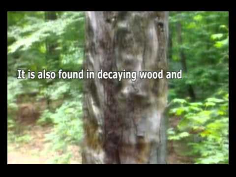 Sustainable Mycology: Pithomyces spp.