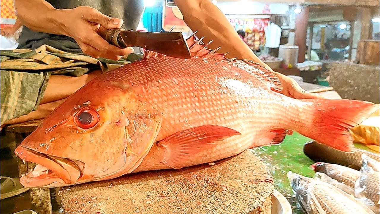 Amazing Giant Read Snapper Fish Cutting Skills || Big Snapper Fish ...
