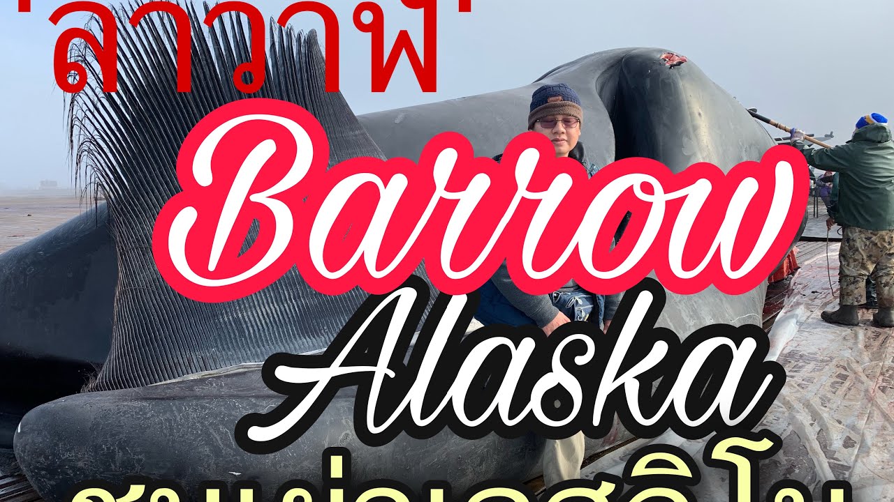 EP#17 Whaling in Barrow Alaska fall #2020 #การล่าวาฬของชนเผ่าเอสกิโม ...