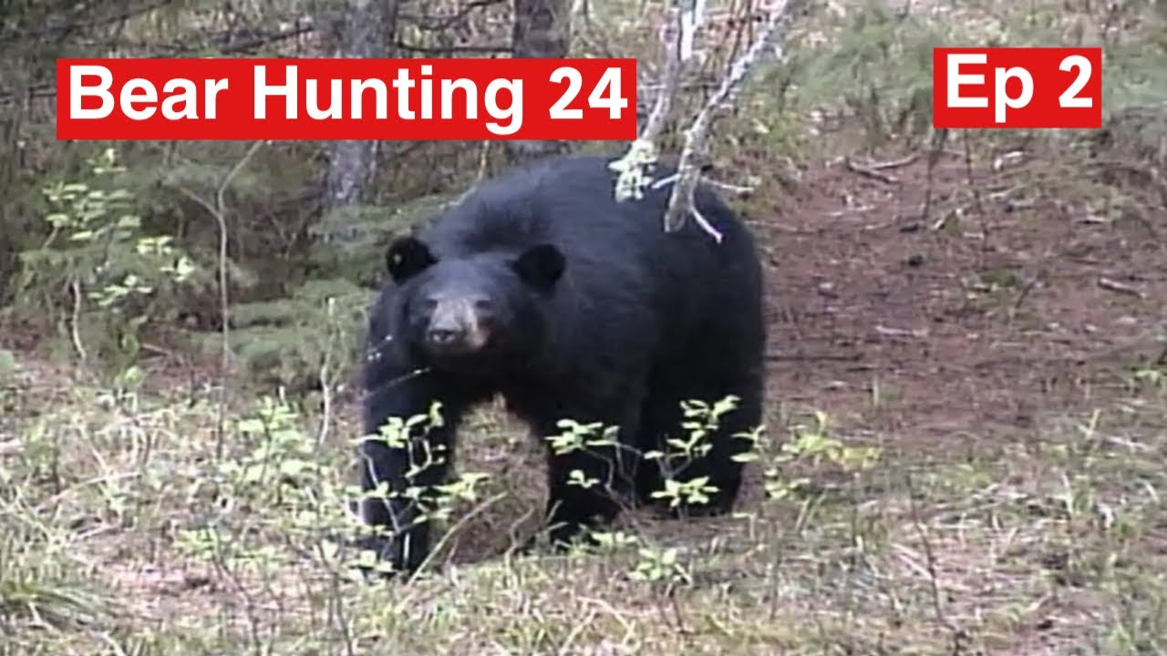 Spring Black Bear Hunting 2024 Episode 2 Cinnamon Surprise. #bearhunting #bowhunting - YouTube