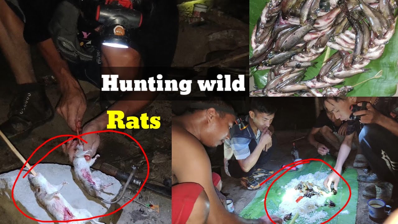 Never seen before!? Rat hunting | Nagaland - YouTube