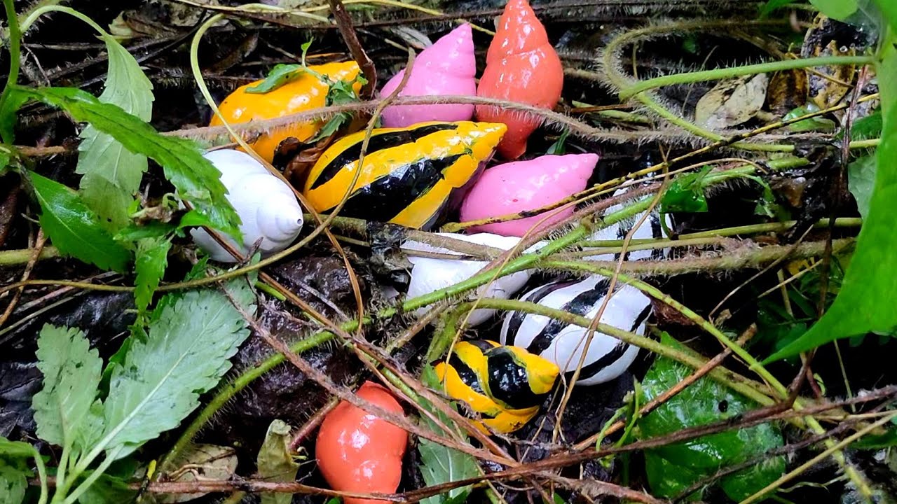 🌈 Siput Turbo, Siput Pelangi, Kelomang, Siput Zebra dan Umang Umang ...