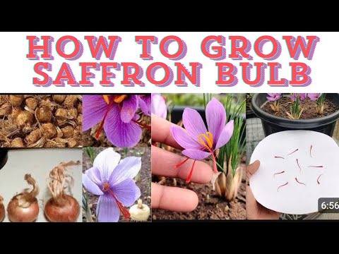 How to grow saffron bulb - YouTube