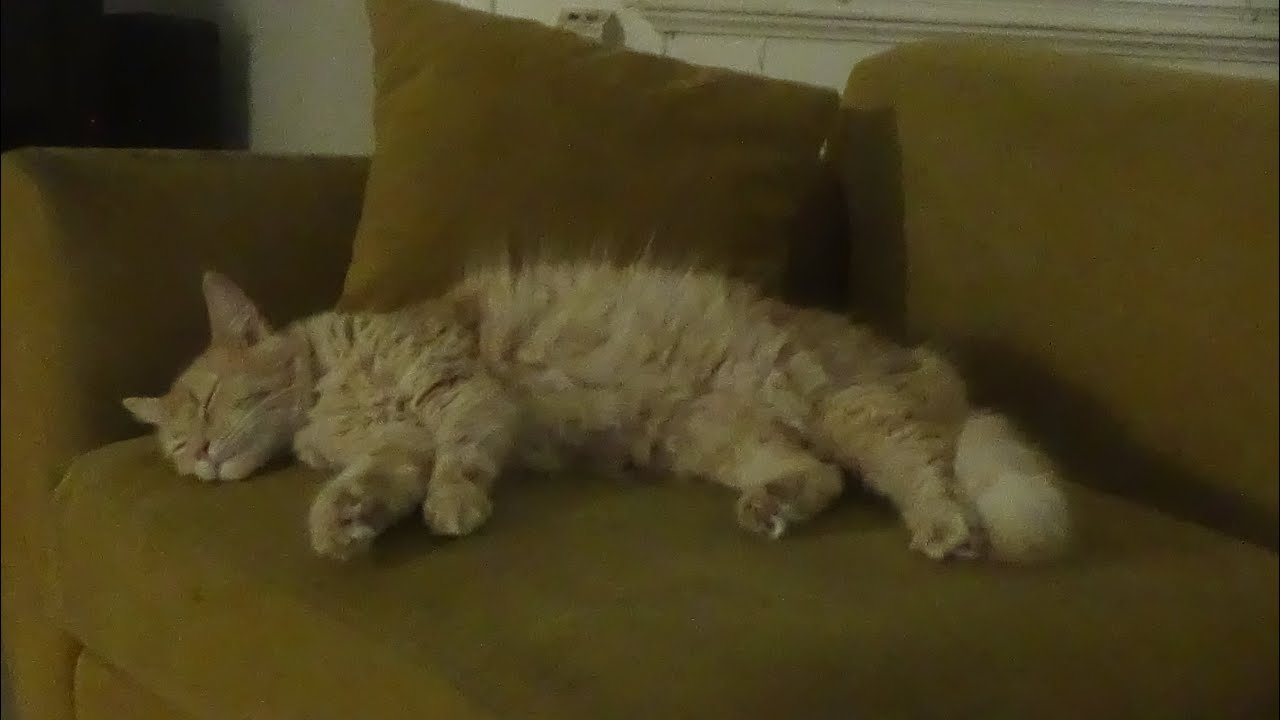 Daphne the Cat - Video 240 (Daphne's Two Hundred and Fourtieth Sequel ...