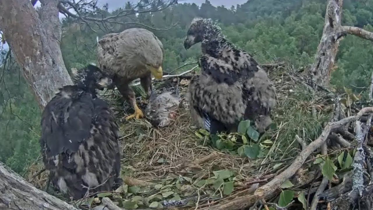 White-tailed eagles | Eagle dad brings live big fish to eagle babies ...
