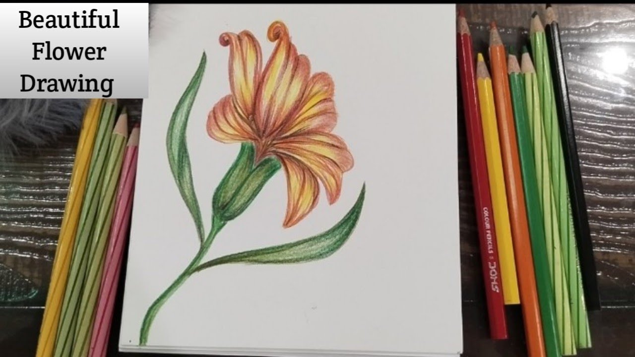 How to Draw a Flower/Flower drawing for beginners/Easy Flower drawing ...