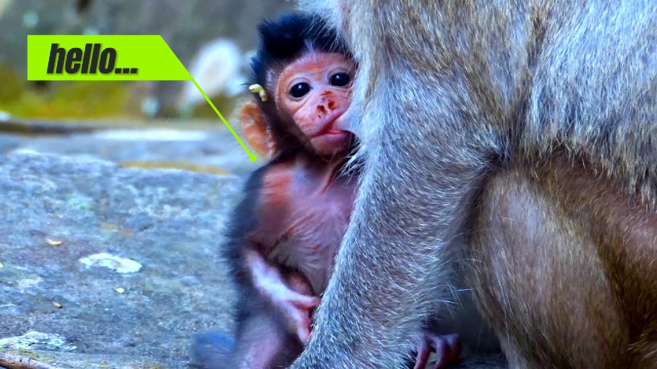 New born monkey acts so cute??? mother monkey Spring & baby relaxing ...