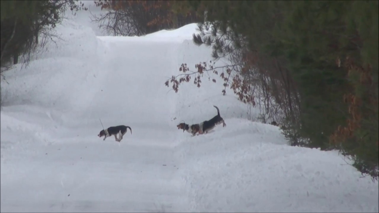 Hare Hunting With Beagles In Minnesota 2/11/17 - YouTube
