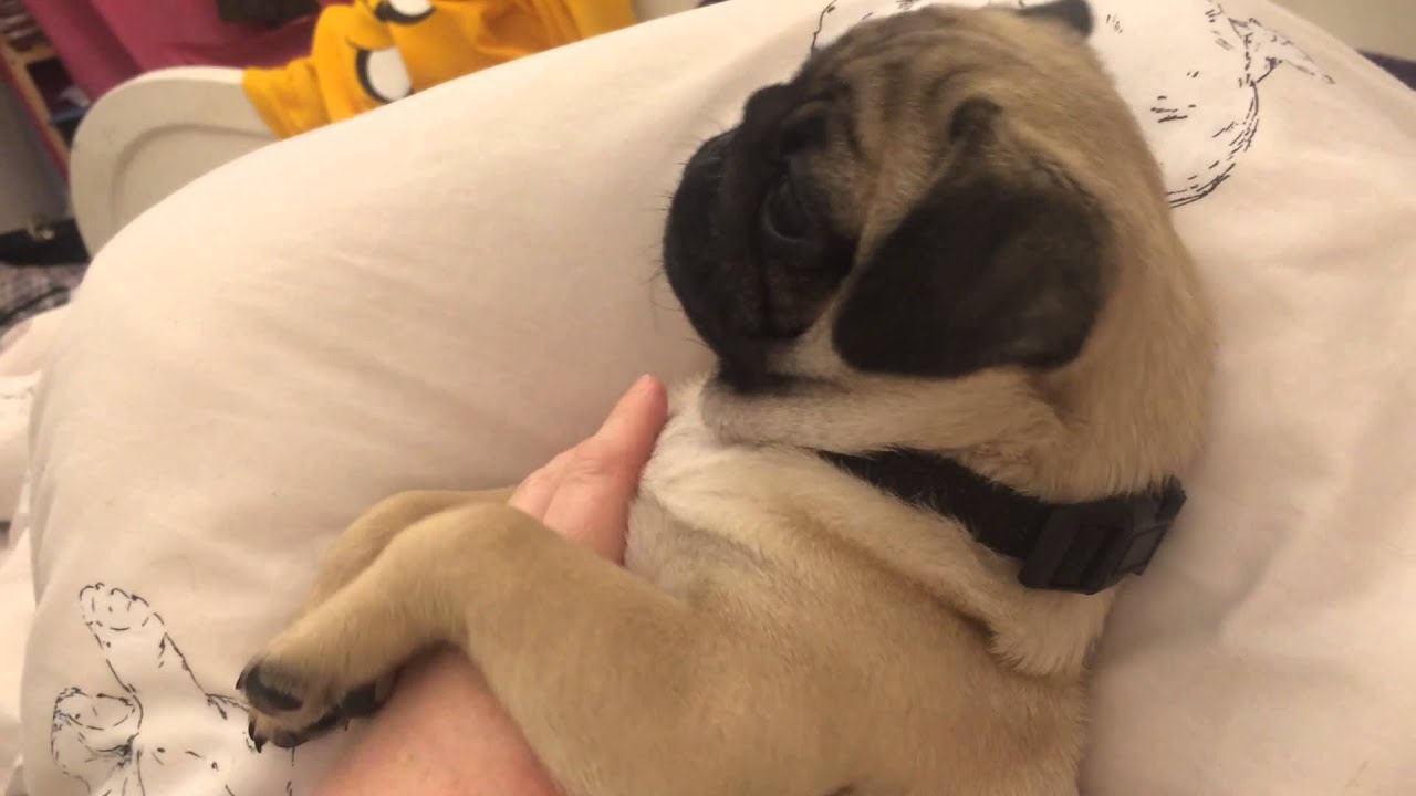 Cute Pug Puppy Kisses - YouTube