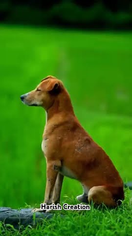 Farmer 🪄 #harish #harikiller #hariharish #farmer #harish #song #farmers - YouTube