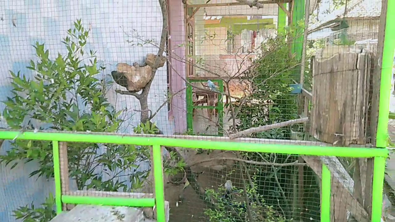 Aviary mini - YouTube