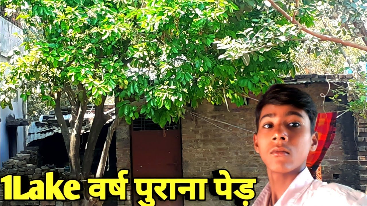 1 lake Varsh purana tree !! 1 लाख पुराना पेड़ मेरे घर पर है!!😱😯 ...