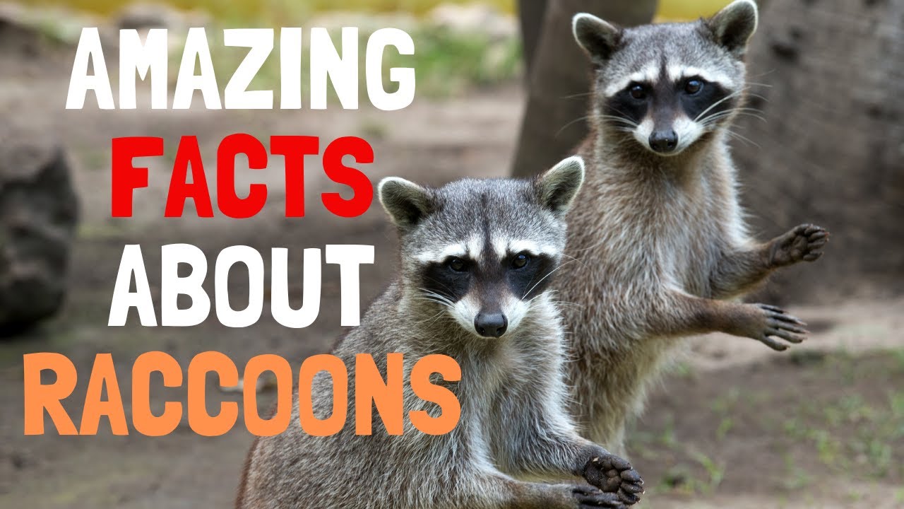 20 Amazing Facts About Raccoons YouTube 20-amazing-facts-about-raccoons-youtube