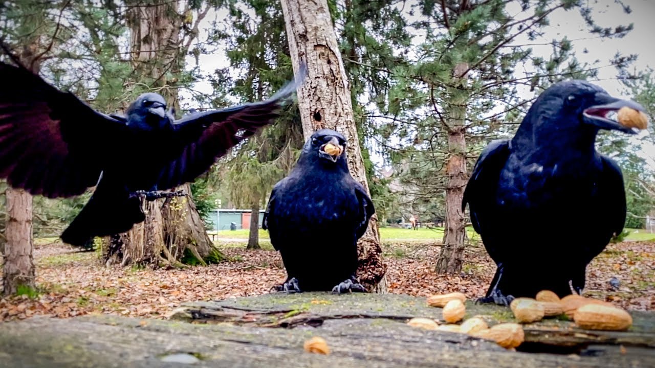 They Come and They Go Crows - YouTube