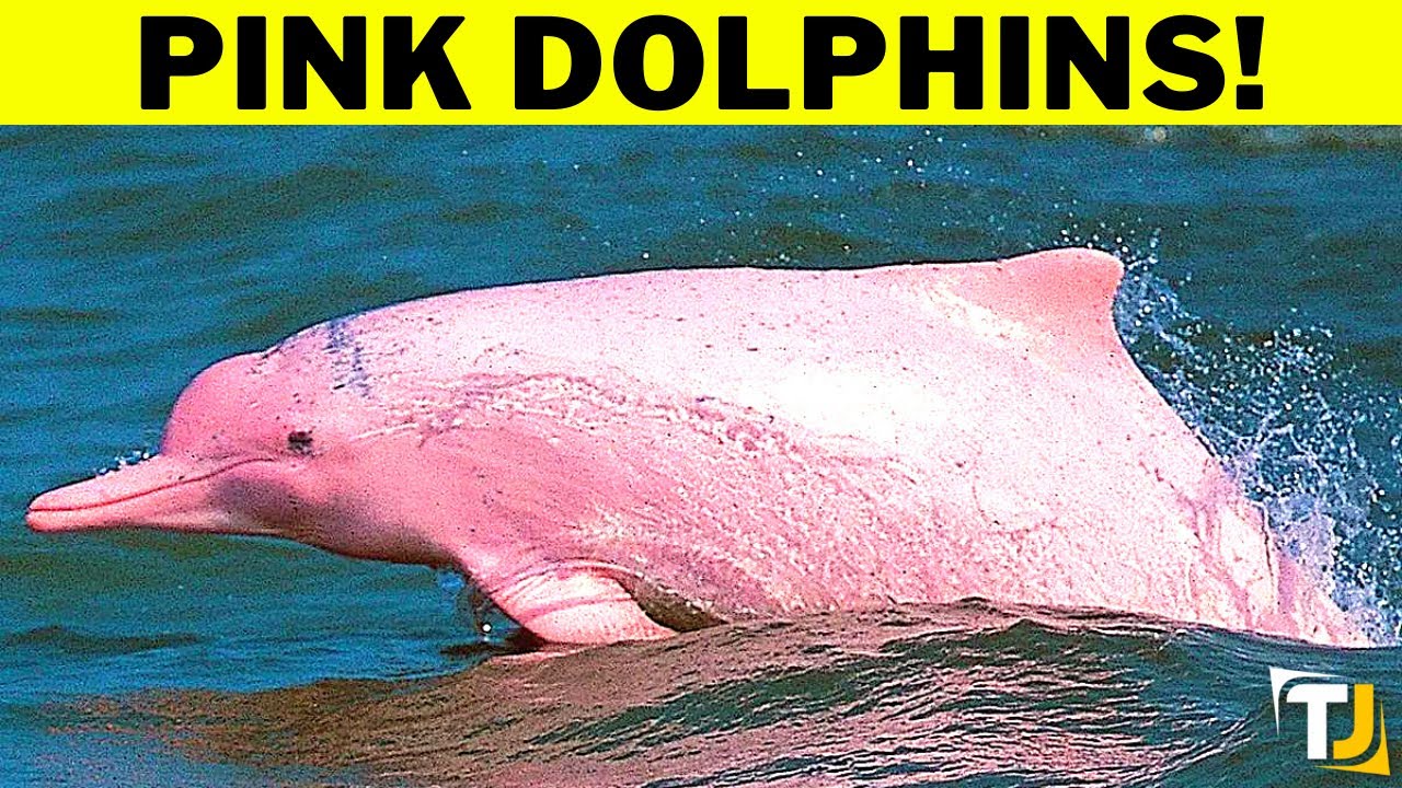 20 Most Mysterious Discoveries Science Can't Explain - YouTube