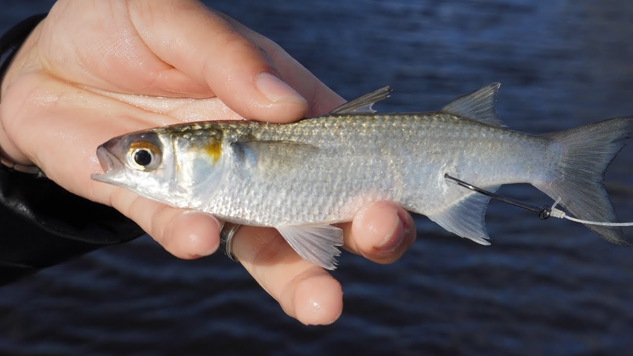 How To Use LIVE MULLET To Catch BIG FISH - YouTube