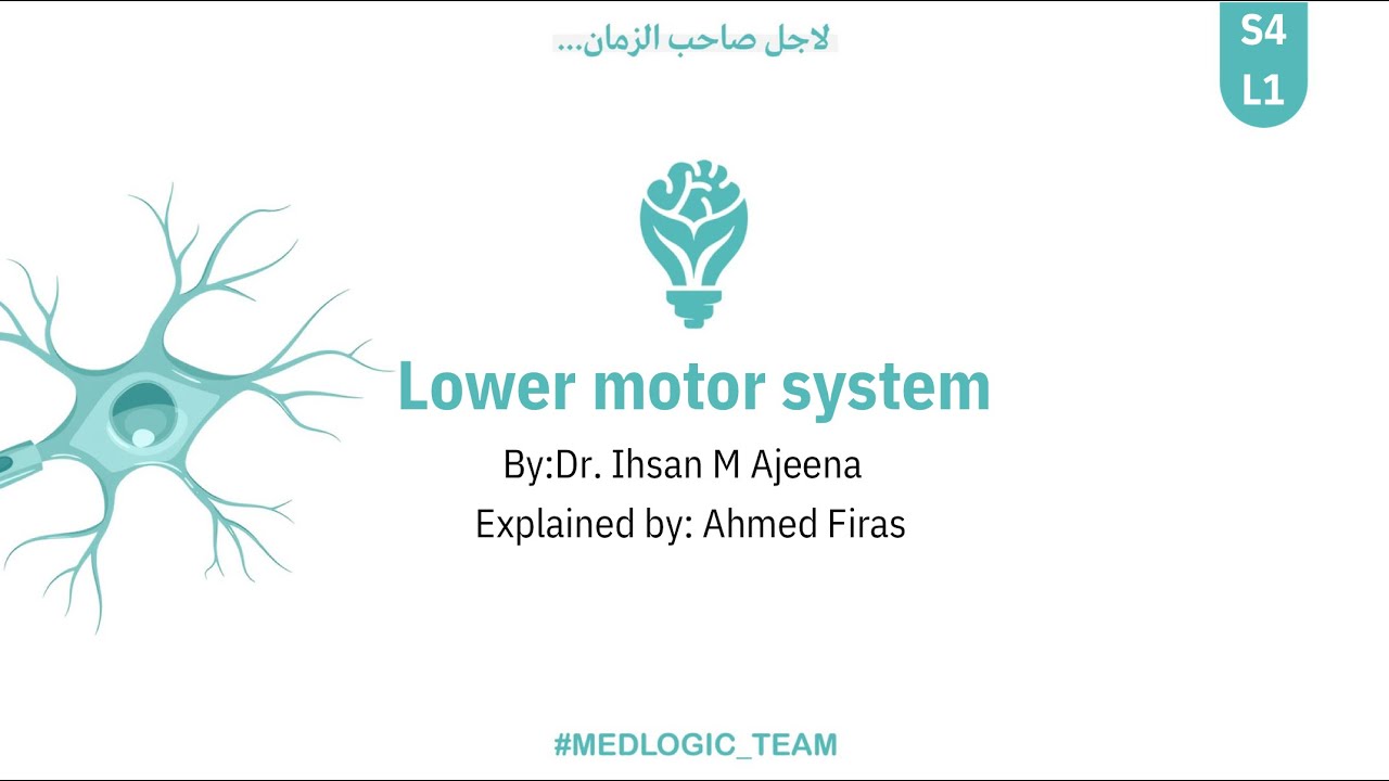 Nervous system S4 L1 | Lower motor system - YouTube