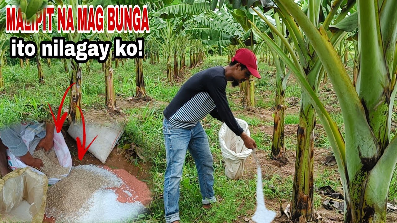 PAG-ABUNO NG ATING LAKATAN - YouTube