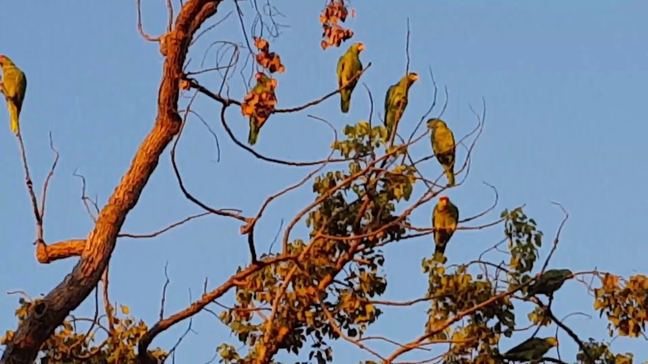 Parrots in Santa Ana CA - YouTube