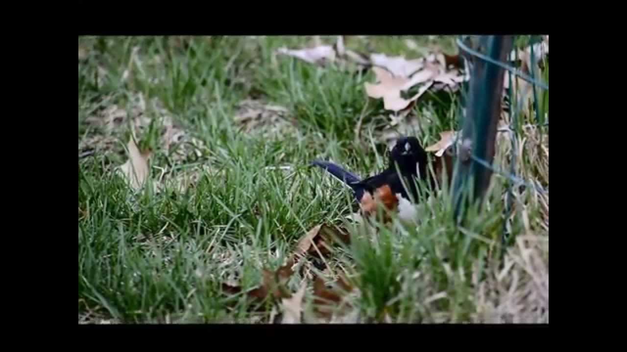Eastern Towhee - Behavior & Call - YouTube