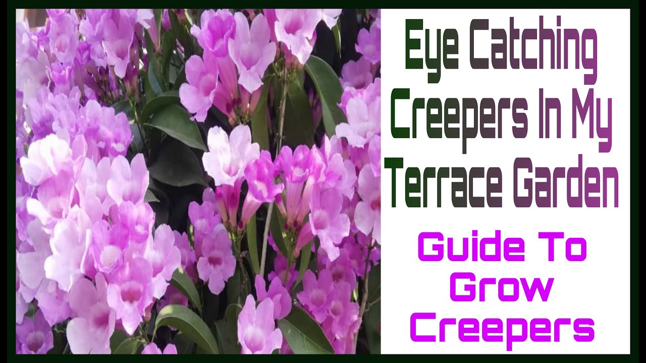 Make your Terrace beautiful|Garlic vine creeper|Purple flowering ...