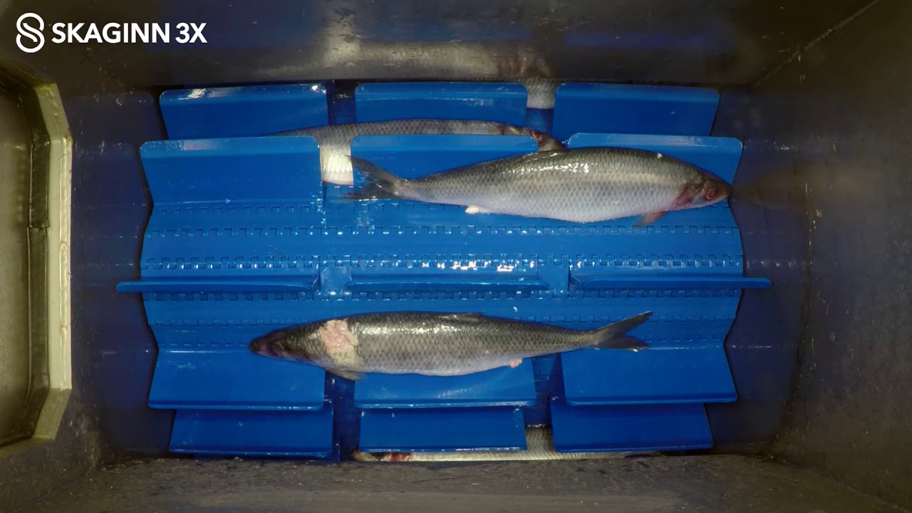 Skaginn 3X - QC-Vision Batcher™ - YouTube