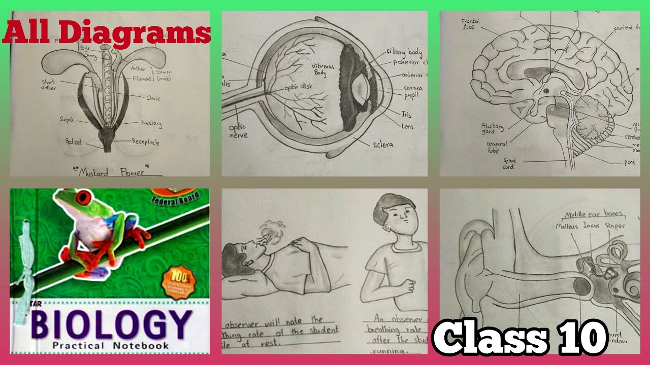 Class 10 Biology Practical Notebook Drawings | #biology #fbise - YouTube